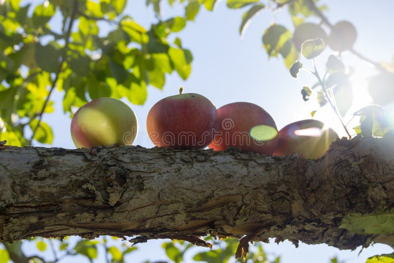 Tree, Leaf, Branch, Fruit stock photo. Image of sunlight - 113146388