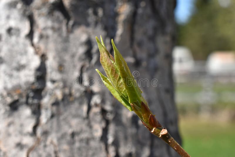 Tree Leaf Bud Close Up stock photo. Image of close, garden - 116769862