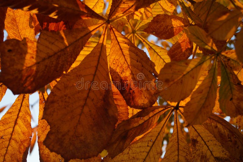 Tree Leaf Chestnut Autumn Day in the Sunshine Stock Image - Image of ...