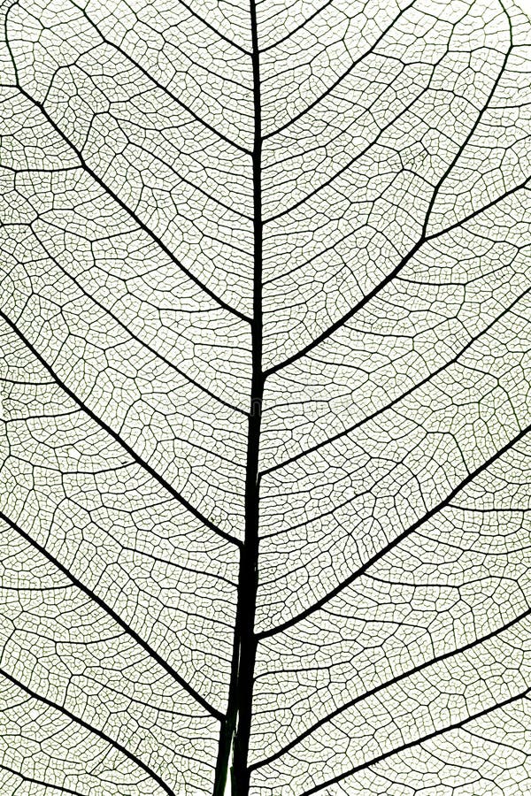 Leaf ribs and veins stock image. Image of shape, plant - 23709433