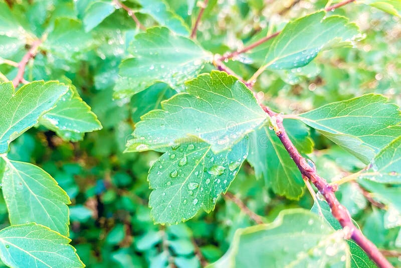 Tree Leaf in the Dew. Dew on a Leaf Stock Photo - Image of real, good ...