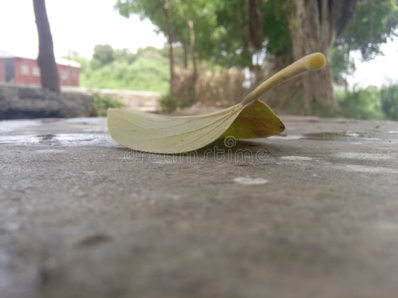 Tree of Leaf Drop on the Earth Stock Image - Image of tree, drop: 94789011