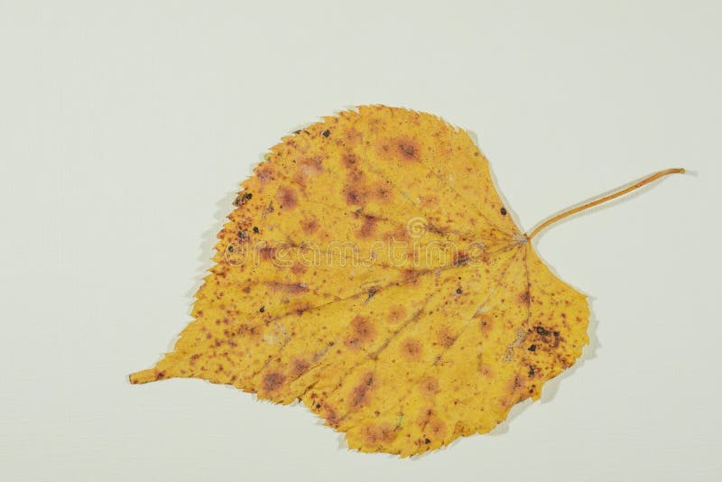 Tree leaf stock image. Image of colorful, leaf, nature - 82927289