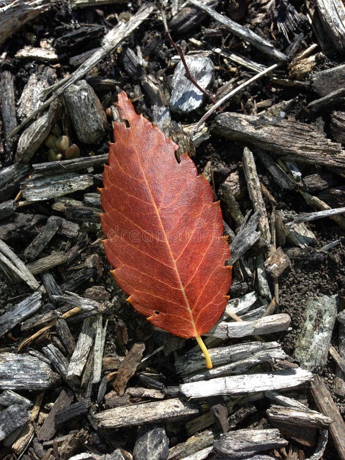 Tree Leaf stock image. Image of landscaping, plants, dendrology - 84828965