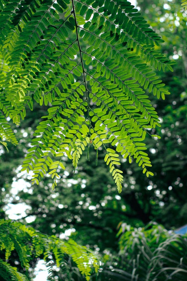 Tree leaf in the forest stock photo. Image of forest - 199023962