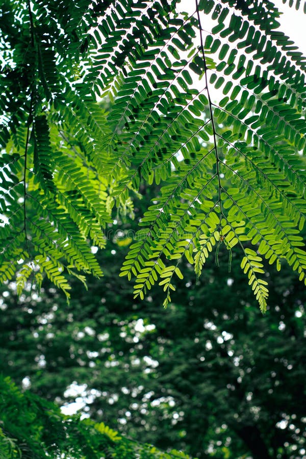 Tree leaf in the forest stock photo. Image of spruce - 199025156