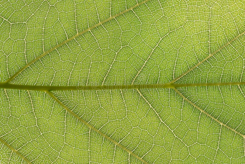 Tree Leaf and Grain Leaf Texture Stock Photo - Image of bright ...