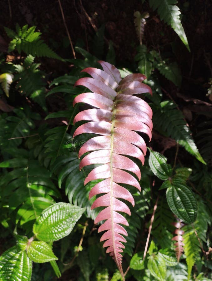 Tree Leaf of a Grass Plant Sun Stock Image - Image of sunssssssssssms ...