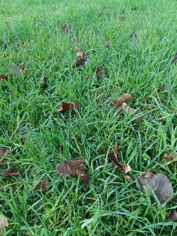 Tree, Grass, Leaf, Plant Picture. Image: 134930460