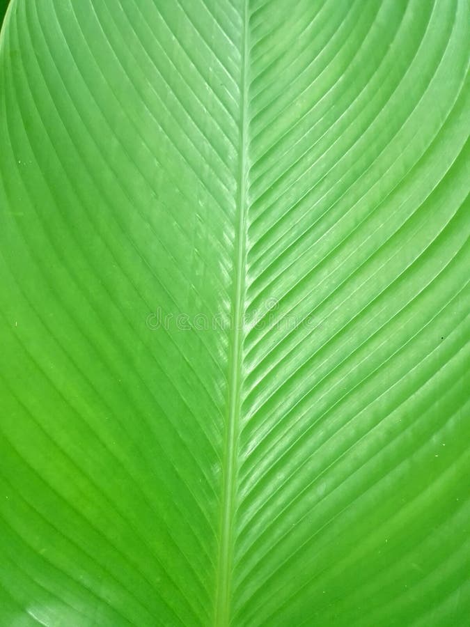 Tree Leaf Green for Background. Stock Photo - Image of botanical ...