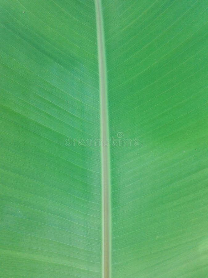 Tree Leaf Green for Background. Stock Image - Image of curve, beach ...