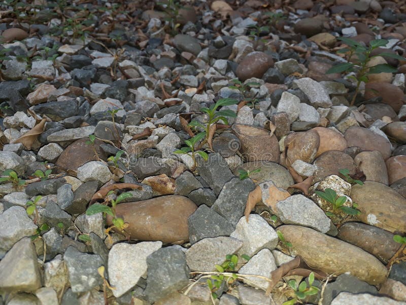 Small rock garden stock image. Image of leaf, rock, garden - 138612851