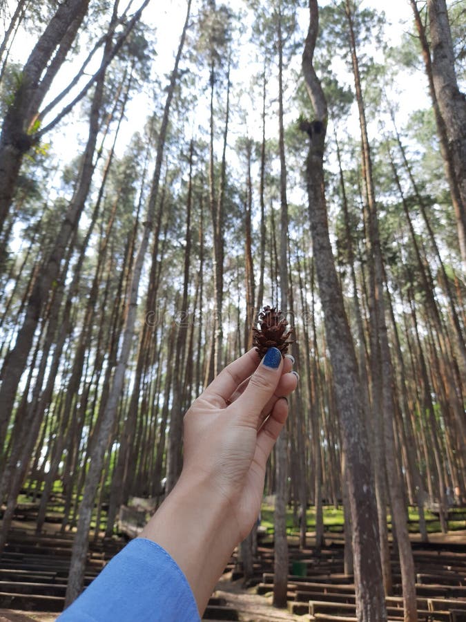 Tree Leaf Jungle Hand Lea Water Spring Stock Image - Image of nature ...