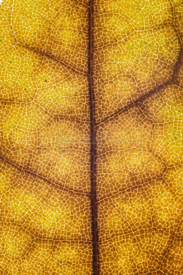 Tree leaf stock image. Image of plane, macro, bright - 63564187