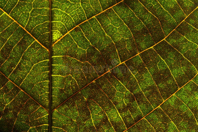 Tree Leaf Macrostructure, Dry Tree Leaf Detail Stock Image - Image of ...