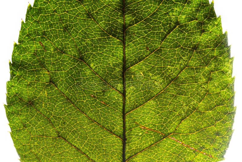 Tree Leaf Macrostructure, Dry Tree Leaf Detail Stock Photo - Image of ...