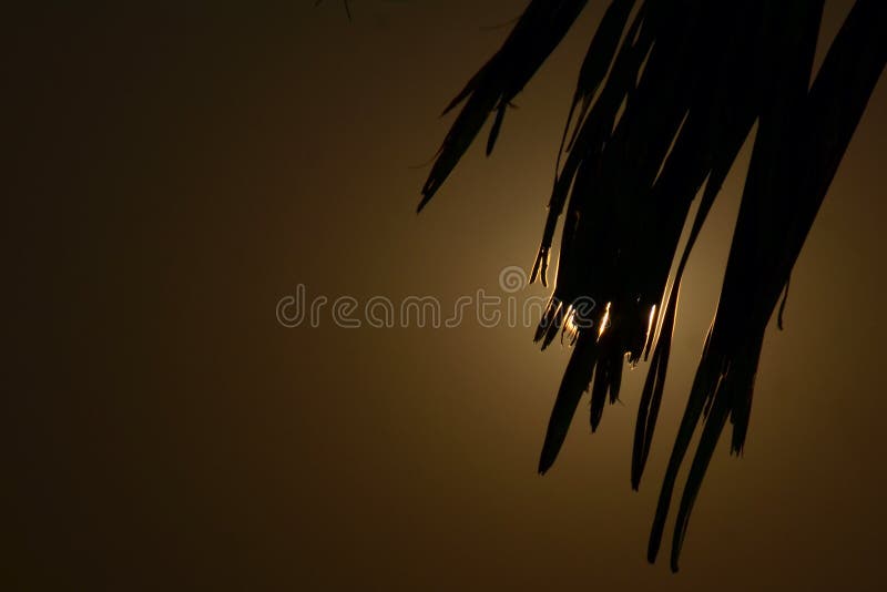 A Tree Leaf in Moonlight Night Stock Image - Image of tree, nature ...