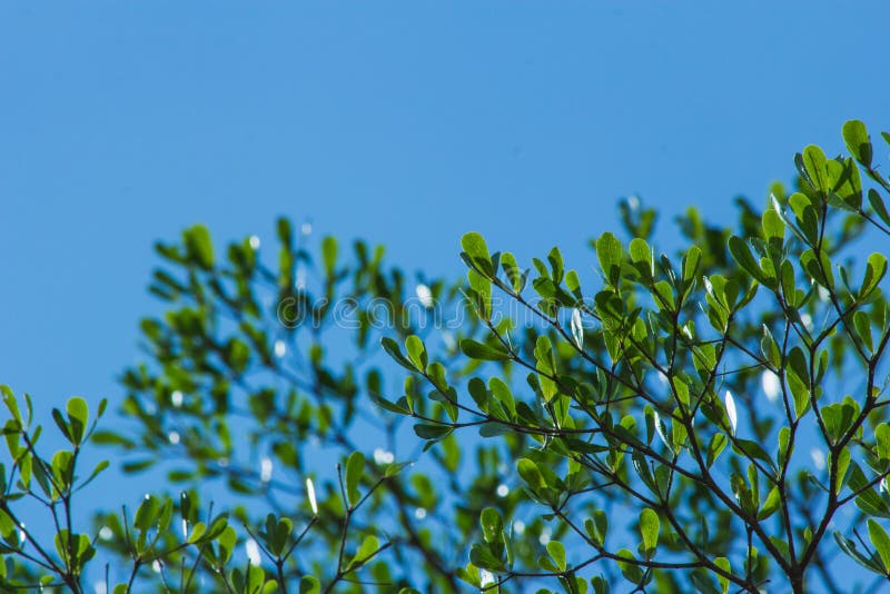 The Tree Leaf in Nature Background Stock Photo - Image of fashion ...
