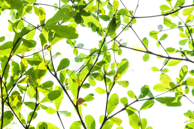 Tree Leaf from Nature Use As Background Stock Image - Image of flowers ...