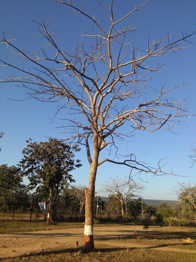 A Tree without Leaf from Odisha India Beauty of Nature Stock Photo ...