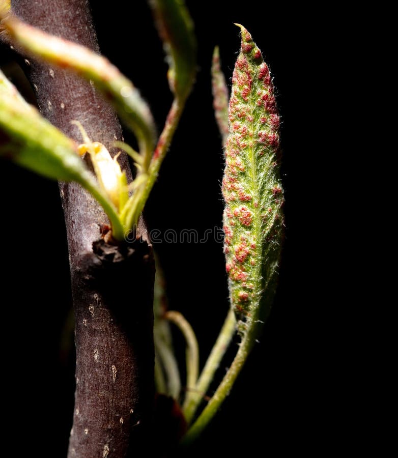Tree Leaf with Red Dots Isolated on Black Background. Tree Disease ...