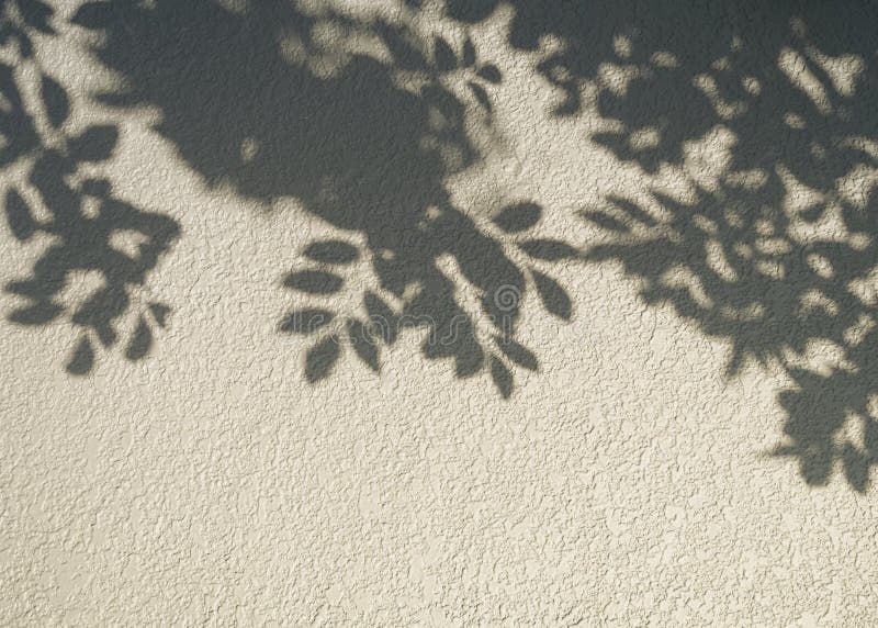 Tree Leaf Shadow Light Texture on White Wall Abstract Background Stock ...
