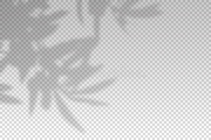 Tree Leaf Shadow. Plant Leaves Overlay Shade. Soft Reflect Light from ...