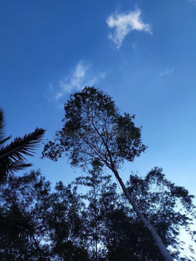 Tree, Leaf and Shadow with Sky Background Stock Photo - Image of ...