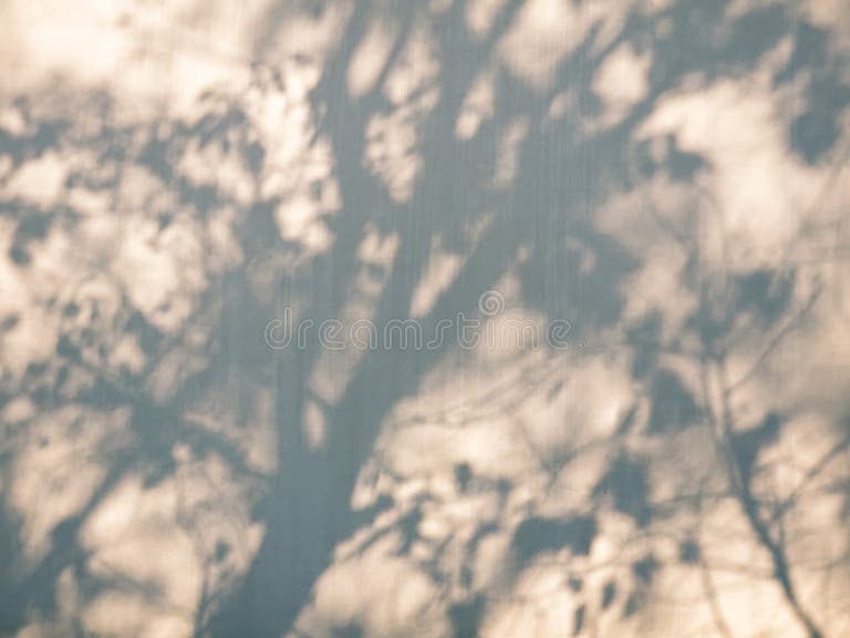 Tree Leaf Shadow on White Wall Sunlight Abstract Background Stock Photo ...
