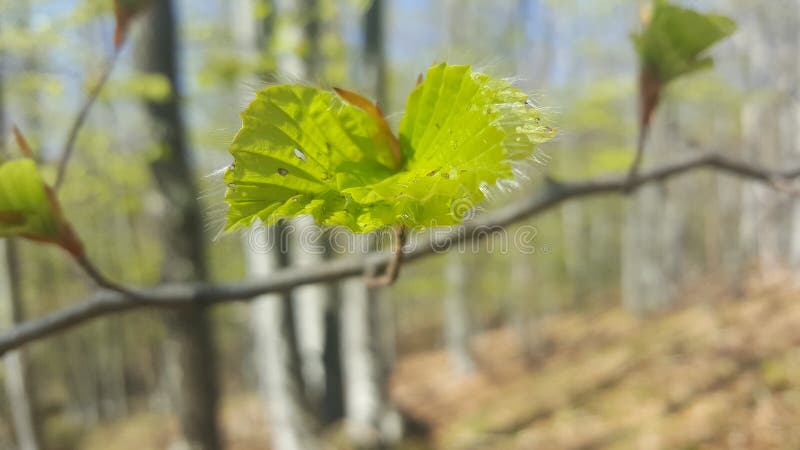 Tree leaf in spring park stock image. Image of growth - 90539777
