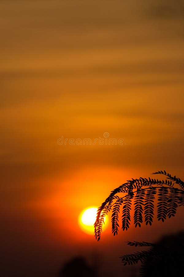 Leaf in Front of the Sunset Stock Image - Image of summer, horizon ...