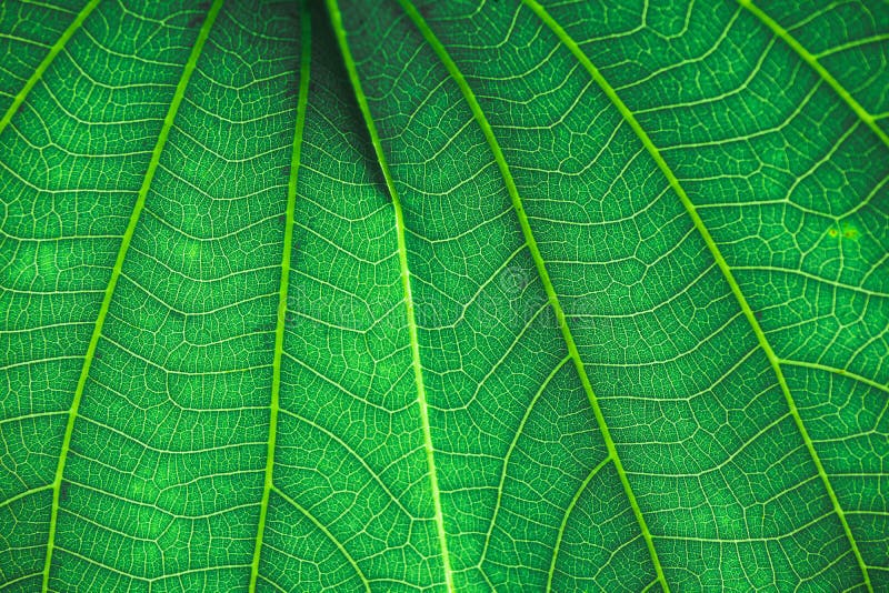 Tree leaf stock image. Image of natural, abstract, leaf - 72397077