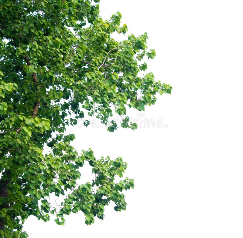 Tree Leaf of Tropical Plant, Small Leaves of Element Stock Image ...