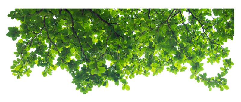 Tree Leaf of Tropical Plant, Texture of Small Leave Stock Photo - Image ...