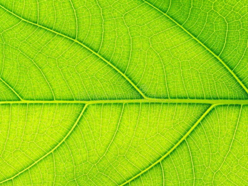 Tree Leaf of Tropical Plant, Texture Stock Image - Image of freshness ...