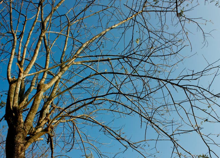 Tree with Leafless Limbs stock photo. Image of pattern - 52007574