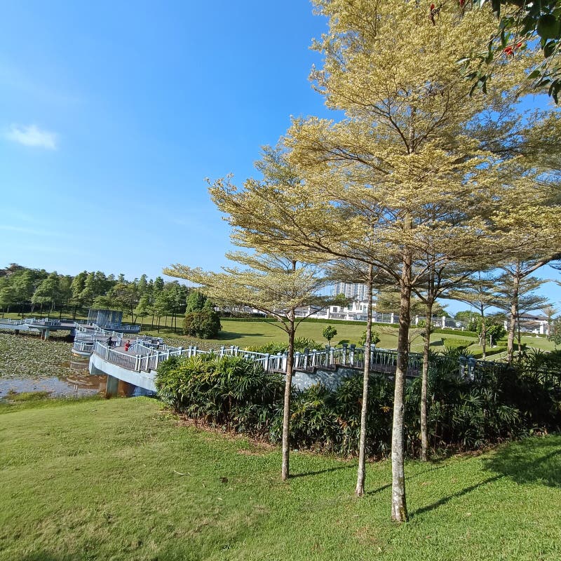 Tree & Leak Morning View Grass Stock Photo - Image of morning, view ...
