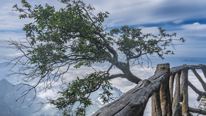The Tree Leaned Over the Abyss. Trunk and Branches Against Sky, Clouds ...