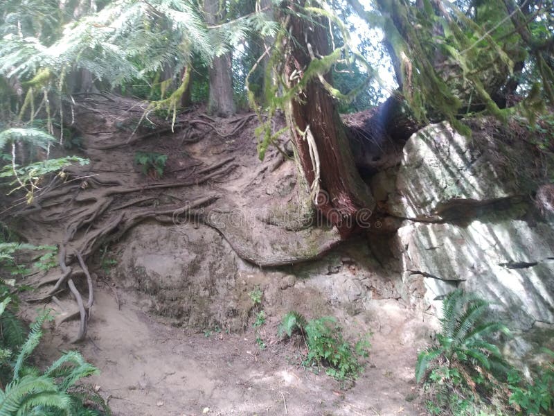 Tree Leaning Out of the Rock Stock Image - Image of growing, rock ...