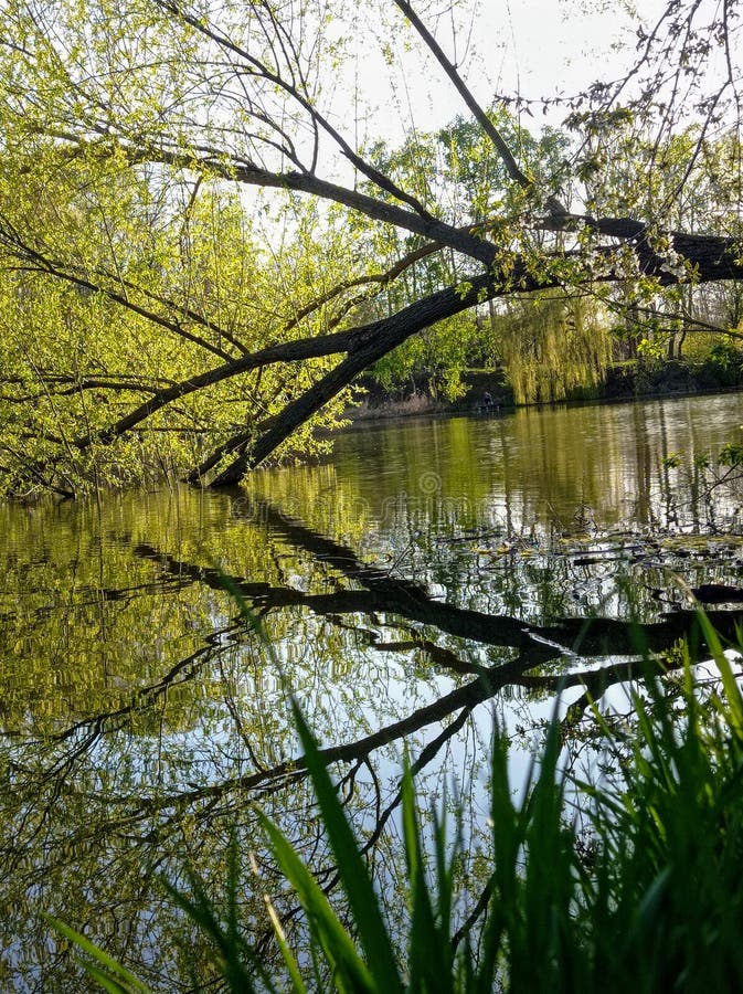 A Tree that is Leaning Over the Edge of a Body of Water Stock Image ...