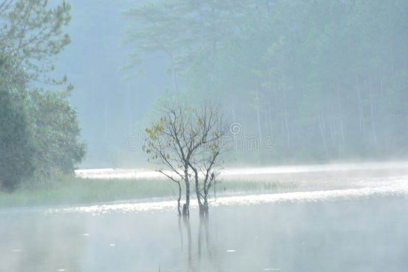 Tree Leaning Over Malaren Lake, Sweden, Stock Photo - Image of flower ...