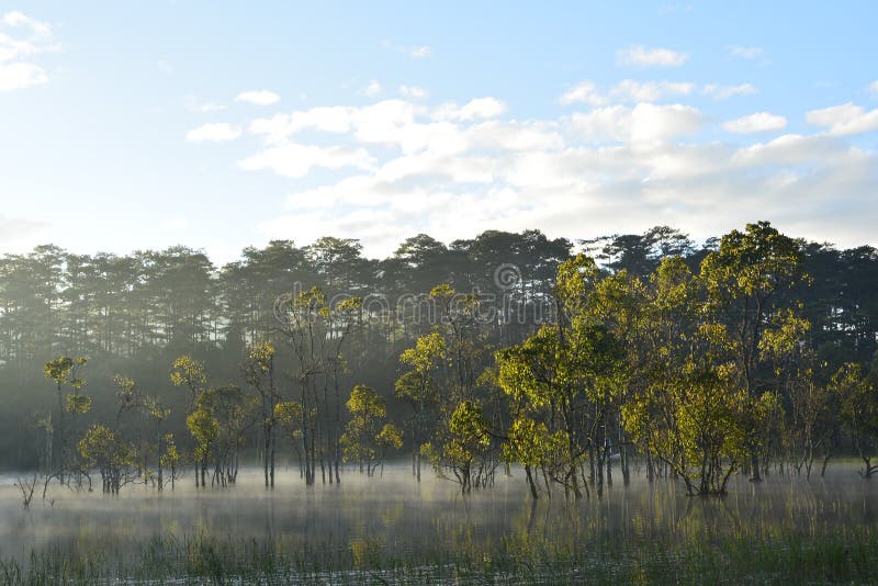 Tree Leaning Over Malaren Lake, Sweden, Stock Image - Image of river ...