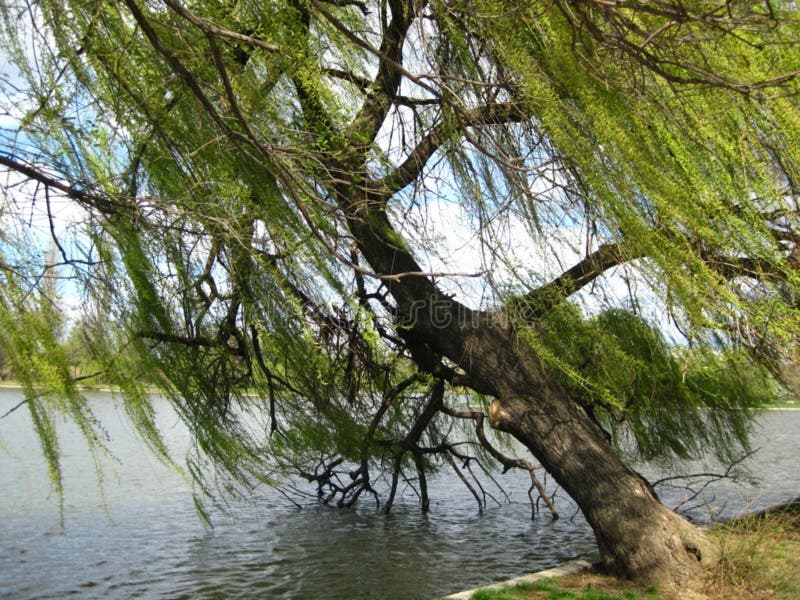 Tree-leaning-over-water Picture. Image: 87859282