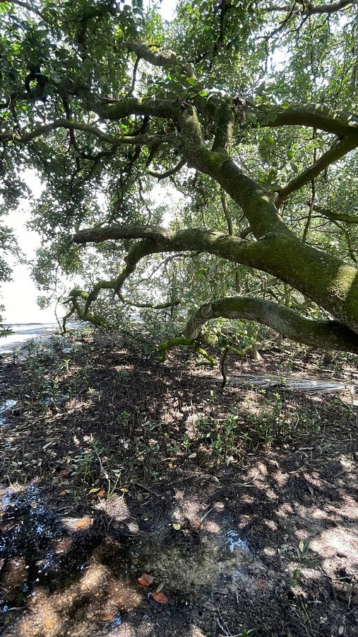 Tree Leaning To the Ground with Branches Touching the Sea Water on the ...