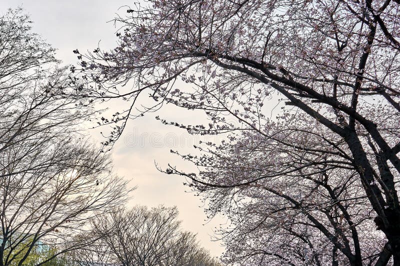 Tree Leaning To the Left with Cherry Blossoms Full on Its Branches ...
