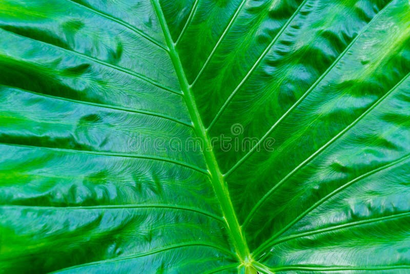 Tree leave surface texture stock image. Image of growth - 160715699
