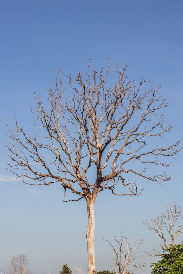 A tree without leave stock image. Image of summer, leaf - 100309881