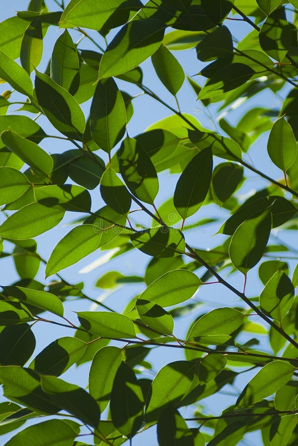 Sunshine through Green Tree Leaves Stock Photo - Image of background ...
