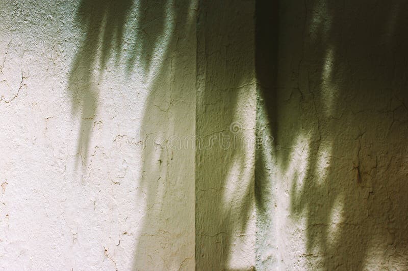 Tree Leaves Abstract Shadows on a Wall. Palm Trees Shadow. Natural ...
