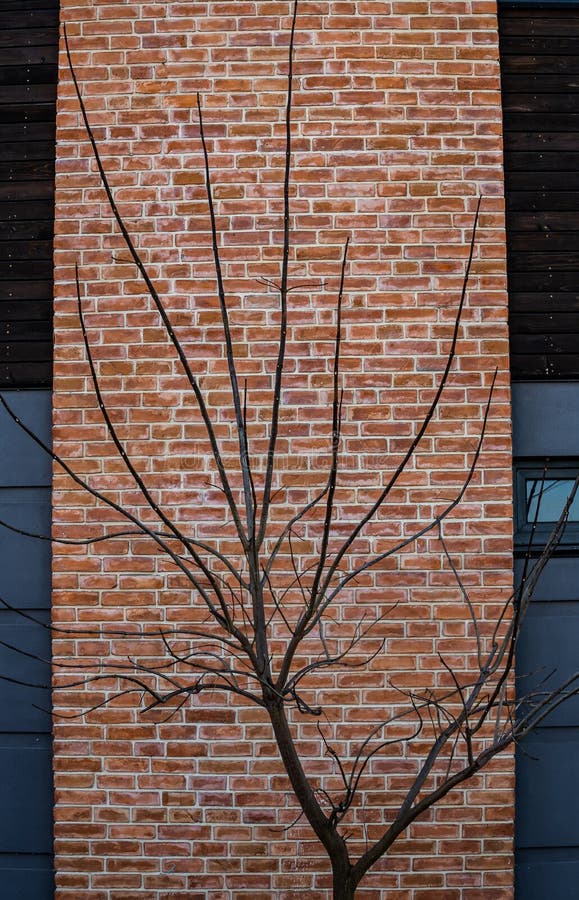 Tree without Leaves Against a Brick Wall, Vertical Frame, Texture Stock ...